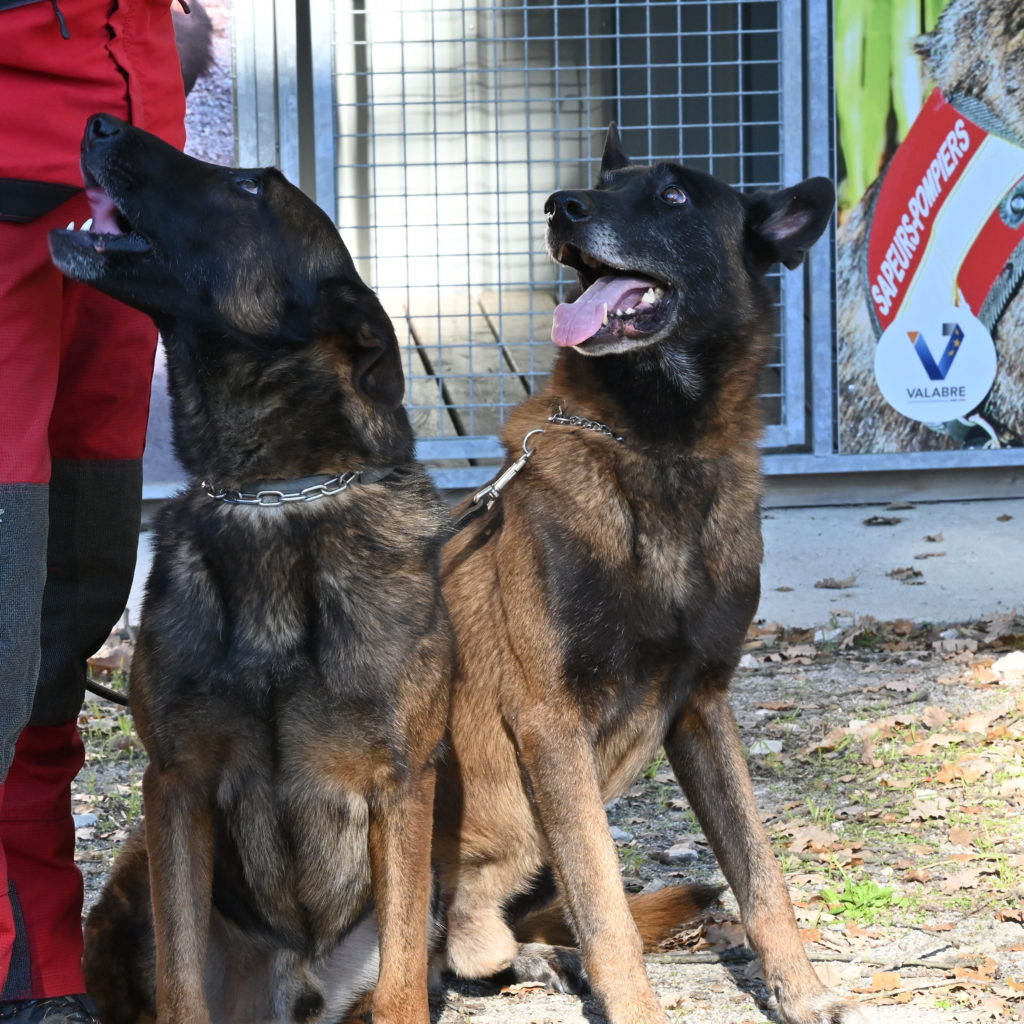 Le chien « sapeur-pompier » - Valabre